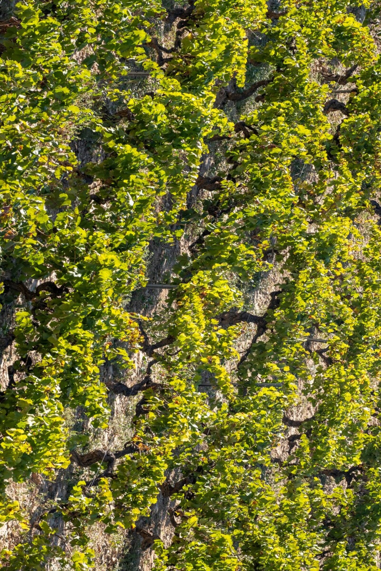 Soave "Garganega Foglio 1" IGT Verona Bio 2023 von Filippi | Smith & Smith